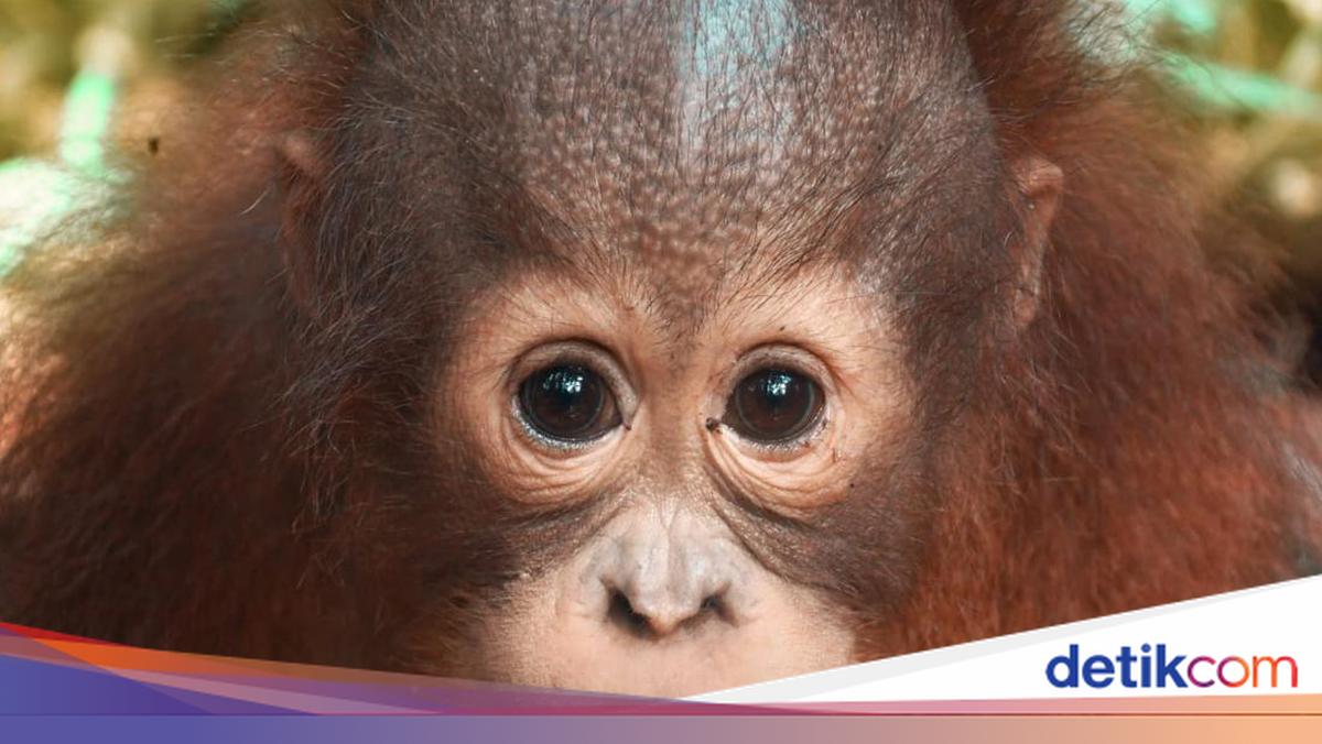 Mengenal Onyer, Bayi Orangutan Pemeran Sayu di Petualangan Sherina 2