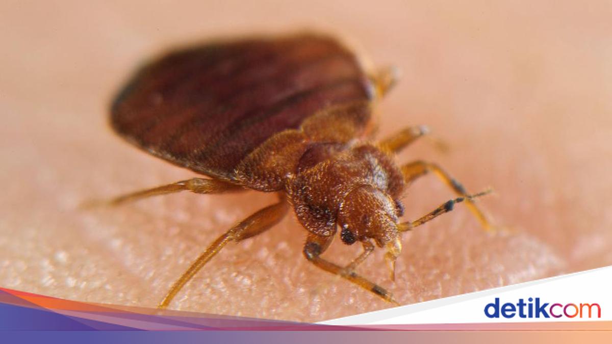 Kutu Busuk Itu Apa? Ini Penjelasan, Fakta Menarik, dan Cara Mengusirnya