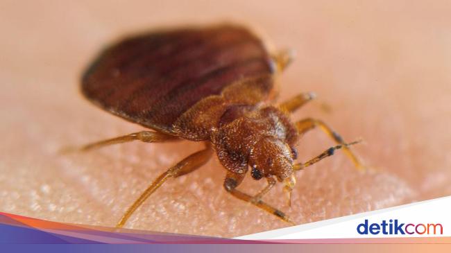 Kutu Busuk di Rumah Jangan Didiemin, Ini Bahaya Gigitan dan Cara ...