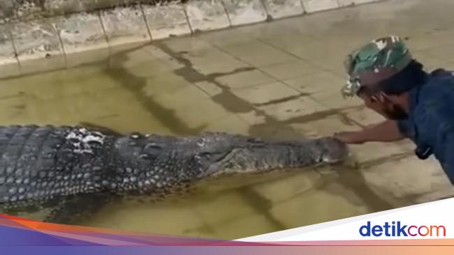 Buaya Riska 'Ngambek' Tak Mau Makan Saat Dikunjungi Ambo di Penangkaran