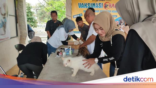 Cegah Rabies, Ratusan Kucing di Ciamis Divaksinasi