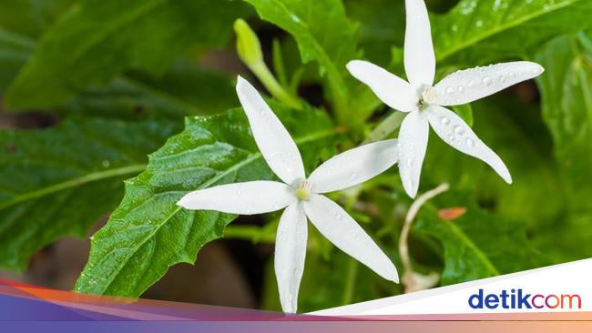 Mengenal Bunga Kitolod, Ciri-ciri, dan Manfaatnya untuk Kesehatan