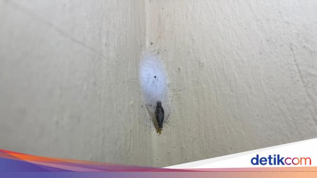 Gigitan Kamitetep Bikin Kepo, Ahli Serangga Angkat Bicara