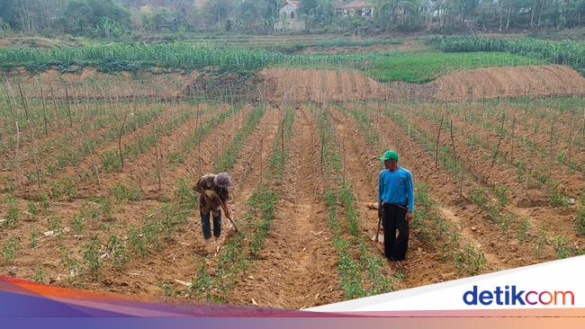 Lahan Pertanian Kian Sempit, Begini Cara Pupuk Indonesia Bantu Produksi