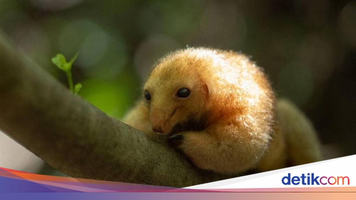 Pendakian Antar Ilmuwan Temukan Spesies Baru Tenggiling Bulu Halus
