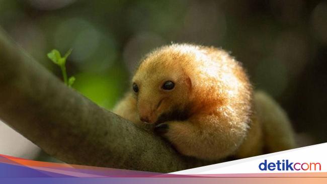 Pendakian Antar Ilmuwan Temukan Spesies Baru Tenggiling Bulu Halus