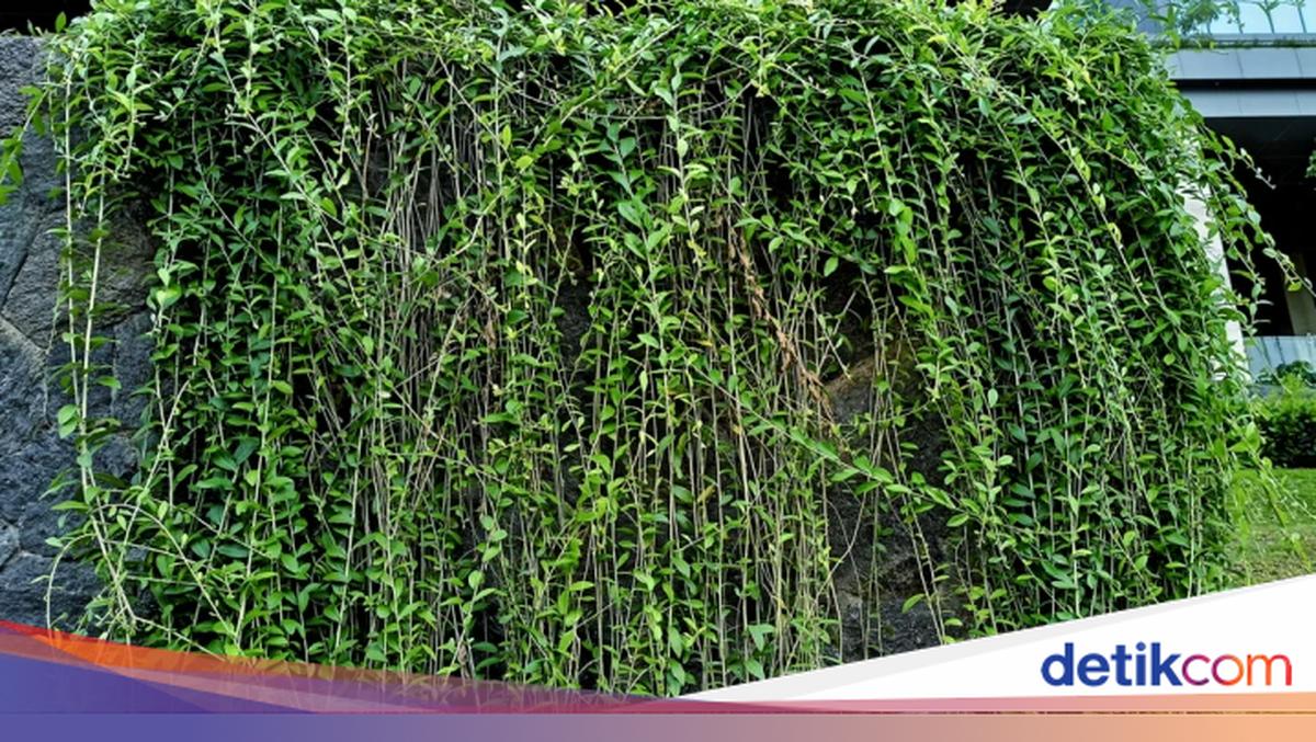 6 Jenis Tanaman Rambat yang Cocok di Pagar, Bisa Beri Privasi Penghuni ...