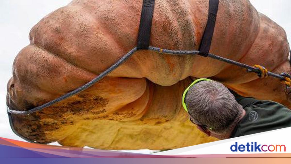 Wow! Rekor Labu Terbesar di Dunia Pecah