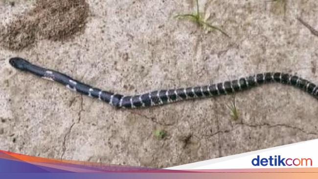 Ngeri! Ular Berbisa Teror Keluarga di India, 3 Tewas Dipatuk