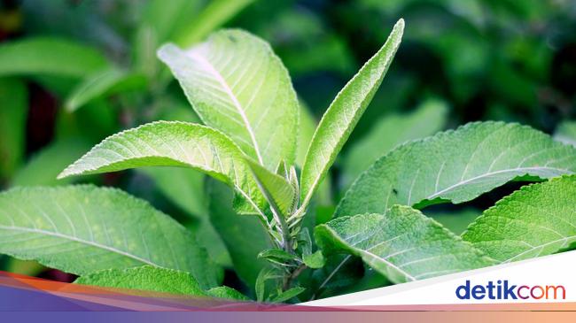 6 Manfaat Daun Sembung untuk Tubuh dan Cara Mengolahnya