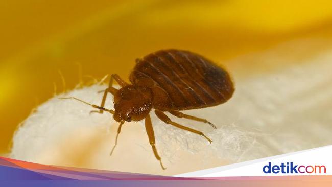Wabah Kutu Busuk Mulai Serang Singapura, Ternyata Ini Penyebabnya Wabah Kutu Busuk Mulai Serang Singapura, Ternyata Ini Penyebabnya