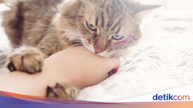 15 Arti Mimpi Digigit Kucing yang Perlu Kamu Ketahui, Ada Soal Emosi Diri