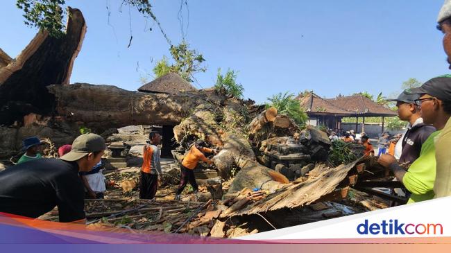 Pohon Kepah Ratusan Tahun Tumbang Timpa Pura Dalem Seluang, 15 ...