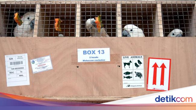Repatriasi 73 Ekor Burung Endemik Indonesia