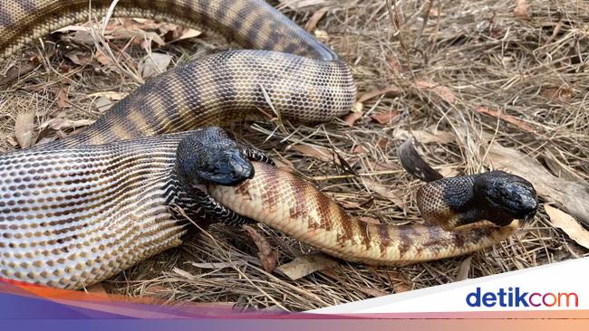 Ngeri! Aksi Piton Memakan Ular Sejenis Hidup-hidup Terabadikan Kamera