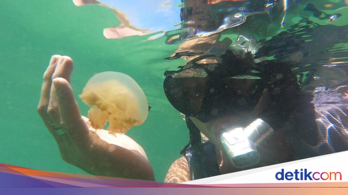 Mengenal Jenis Ubur-Ubur dari Tidak Berbahaya hingga Paling Mematikan