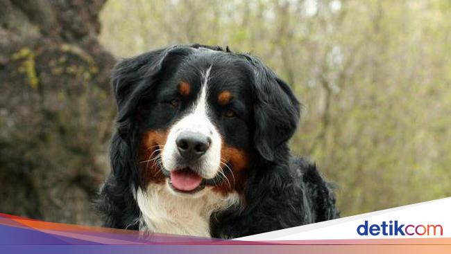 15 Ras Anjing Terbesar di Dunia, Tingginya Lebih dari 1 Meter