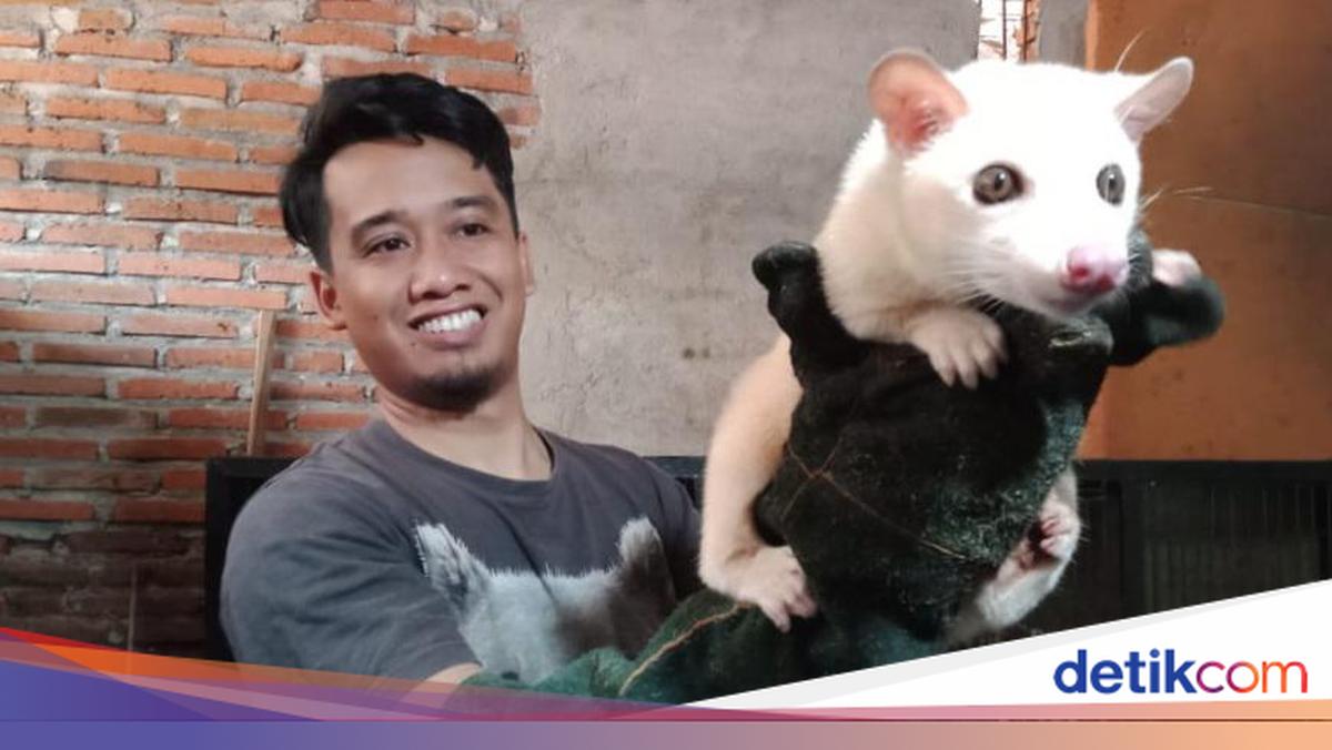 Musang-musang Penyelamat Hidup Bayu hingga Raup Cuan Puluhan Juta