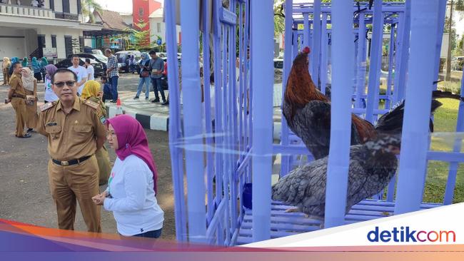 Mengenal Ayam Sentul Khas Lokal Ciamis yang Melegenda