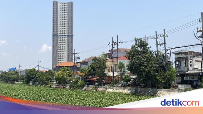 Alat Berat Dikerahkan Bersihkan Eceng Gondok yang Penuhi Sungai di ... Alat Berat Dikerahkan Bersihkan Eceng Gondok yang Penuhi Sungai di ...