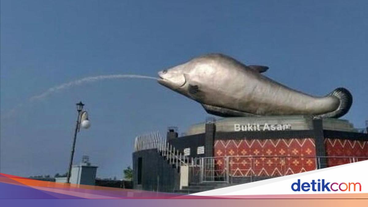 Mengenal Ikan Belida Sumatera, Ikon Sumatera Selatan yang Kini Terancam ...