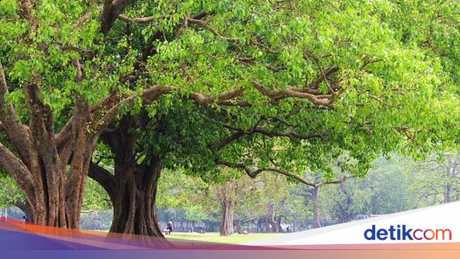 Jangan Asal Tanam, Ini 7 Pohon yang Bisa Merusak Fondasi Rumah