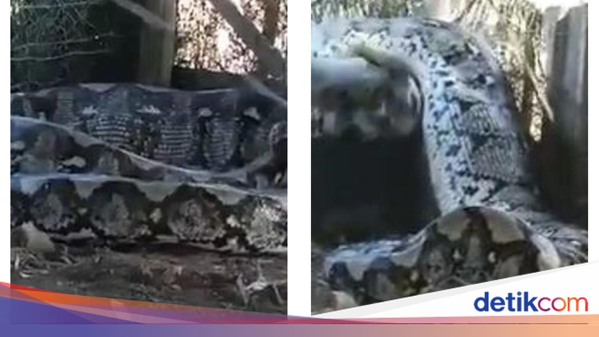Viral Ular Piton Raksasa Mangsa Sapi Bikin Geger Warga