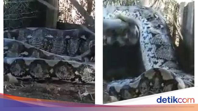 Video Viral Dugaan Penyiksaan Ular Piton Habis Mangsa Hewan