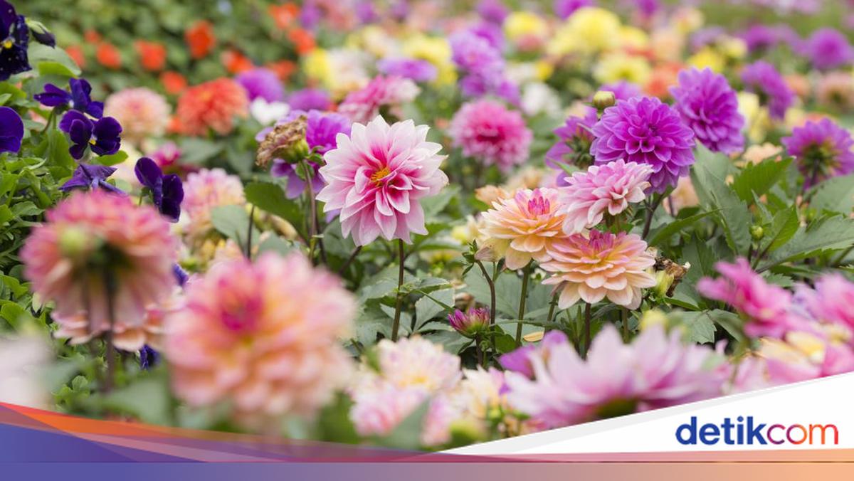 6 Jenis Bunga Dahlia, Tanaman Cantik Tahan Panas dan Tidak Harum