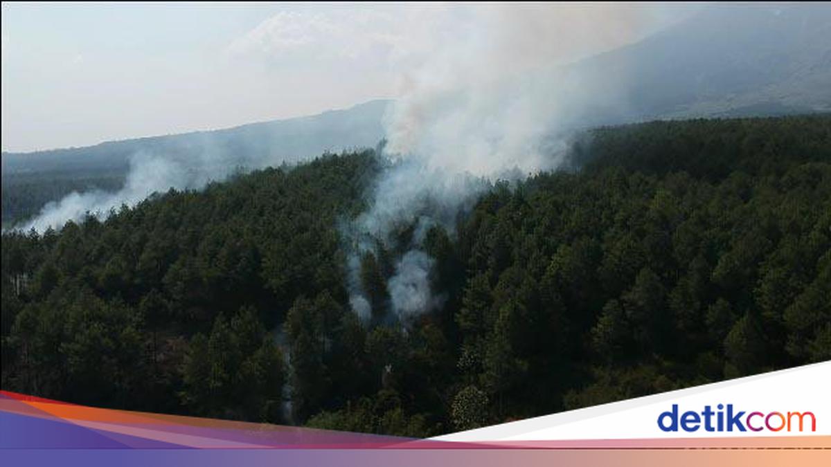 Hutan Pinus di Kaki Gunung Semeru Terbakar