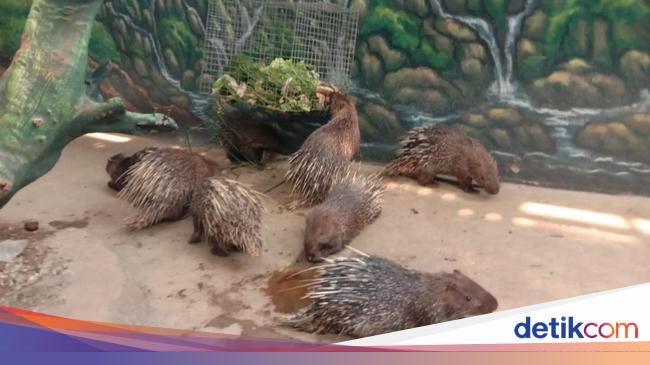 Mengenal Landak Jawa: Satwa Liar yang Dilindungi dan Alasan di Baliknya