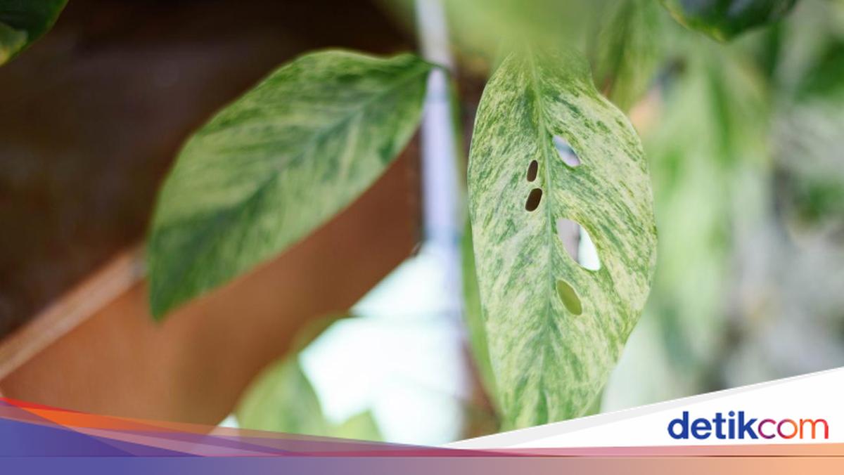 Daun Tanaman Menguning? Ini 8 Penyebab dan Cara Mencegahnya