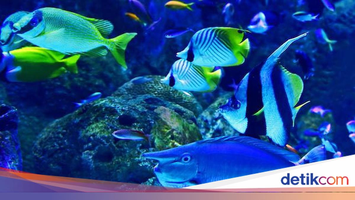 16 Ciri-ciri Ikan Secara Umum: Kenali Klasifikasi dan Morfologinya