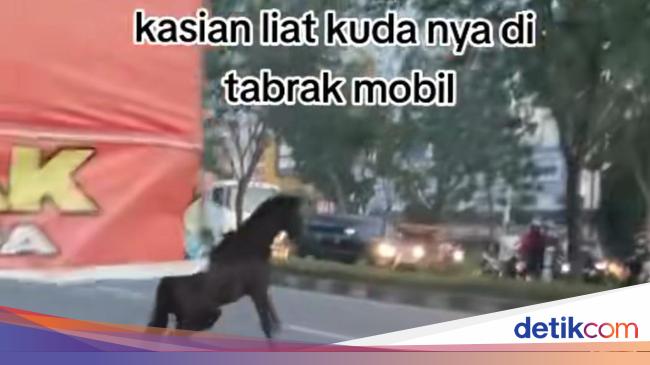 Kuda Tempat Wisata di Pekanbaru Kabur hingga Tertabrak Mobil
