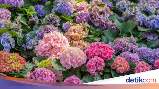7 Fakta Hydrangea, Bunga Cantik Populer di Dunia