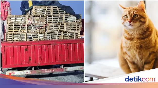 Duh! Kucing di China Dijual Dagingnya Sebagai Daging Babi dan Kambing