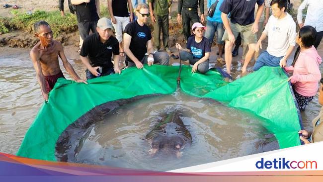 Ikan Pari Air Tawar Raksasa Tertangkap, Beratnya Setara Moge