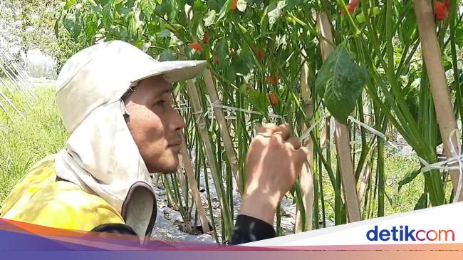 Merana Petani Purwakarta Kala Tanaman Cabai Digerogoti Hama Patek
