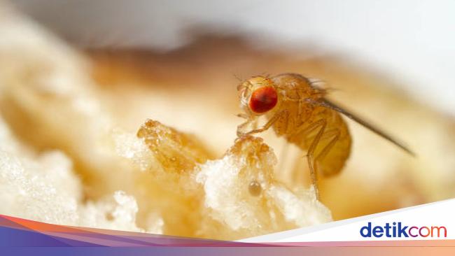 5 Cara Ampuh Membasmi Agas di Rumah