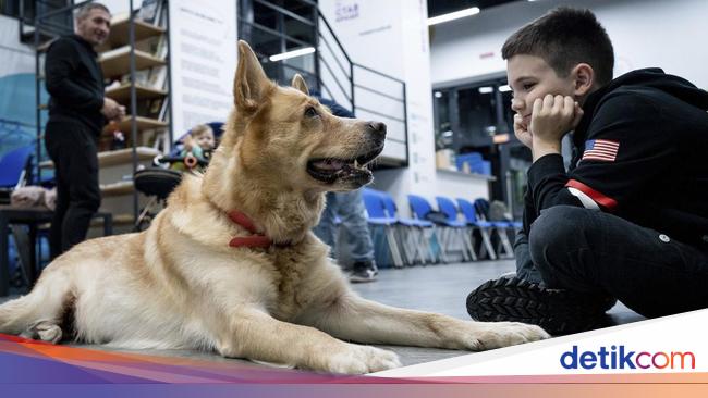 Beraktivitas Bersama Anjing Bisa Meningkatkan Kemampuan Otak, Kok Bisa?