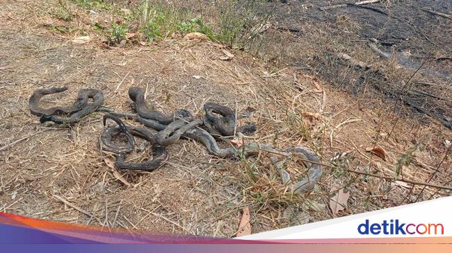 4 Hal Diketahui soal Penemuan Ular Terbakar di Gunung Sindur