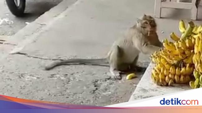 Heboh! Monyet Besar Berkeliaran-Curi Pisang di Pasar Ciamis