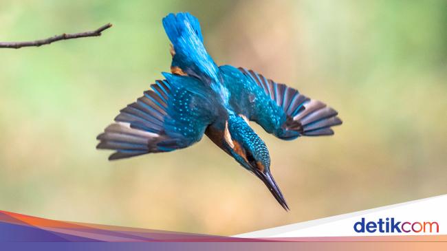 Burung Pekakak 'Hantam' Air Tanpa Ada Cedera Otak, Begini Kata Ahli