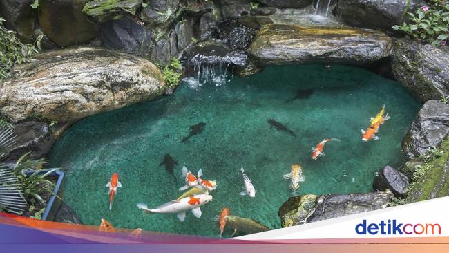6 Tips Menjaga Air Kolam Ikan Tetap Jernih