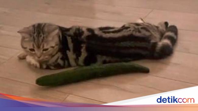 Benarkah Kucing Takut dengan Mentimun? Ternyata Ini Alasannya Benarkah Kucing Takut dengan Mentimun? Ternyata Ini Alasannya
