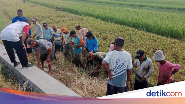 Hap! Tangkap Tikus Dapat Cuan Jadi Cara Petani di Klaten Atasi Hama