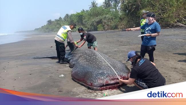 10 Penemuan Hewan Terdampar di Pantai Sepanjang 2023