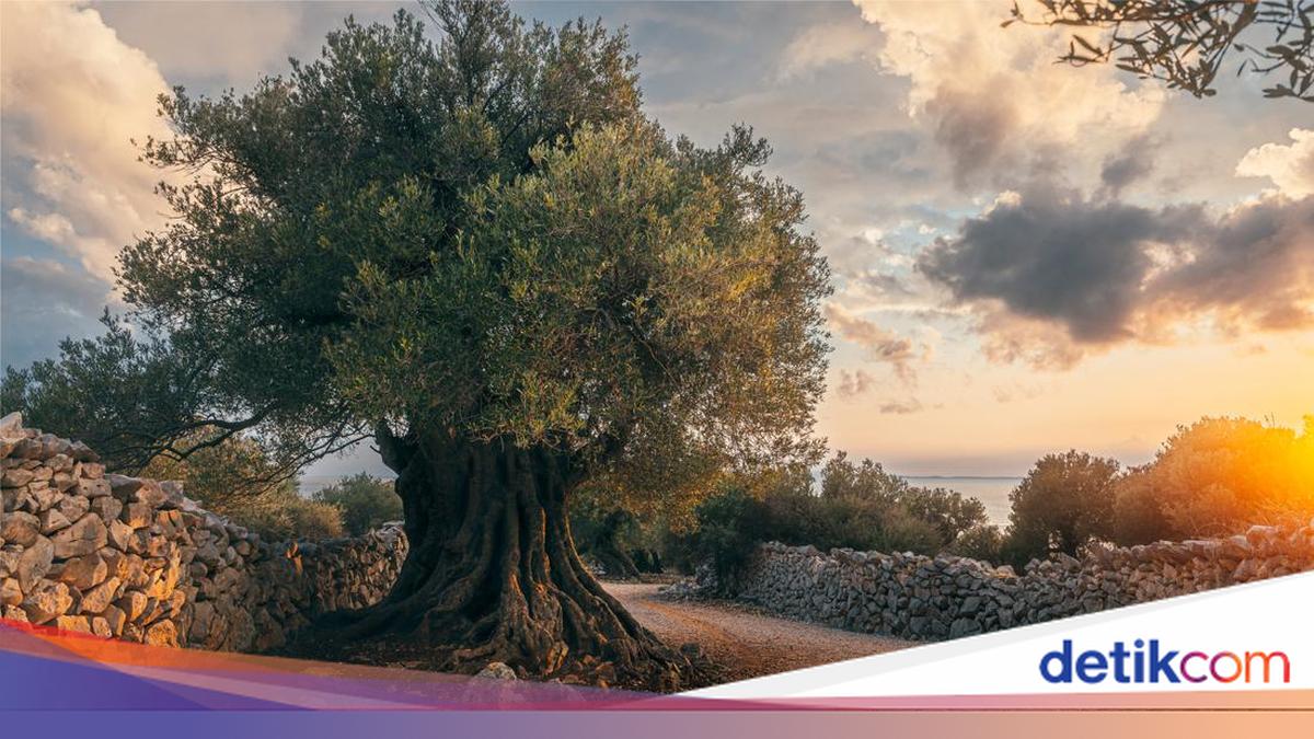 Fakta Pohon Gharqad yang Disebut Akan Lindungi Musuh Islam
