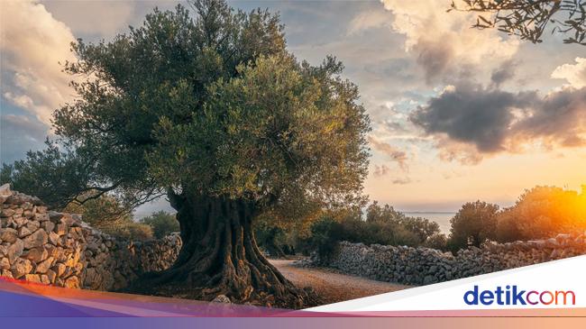 Pohon Gharqad, Disebut Jadi Pelindung Yahudi Jelang Kiamat Pohon Gharqad, Disebut Jadi Pelindung Yahudi Jelang Kiamat