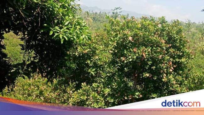 Puluhan Hektare Jambu Mete Gagal Panen, Petani Rugi Ratusan Juta